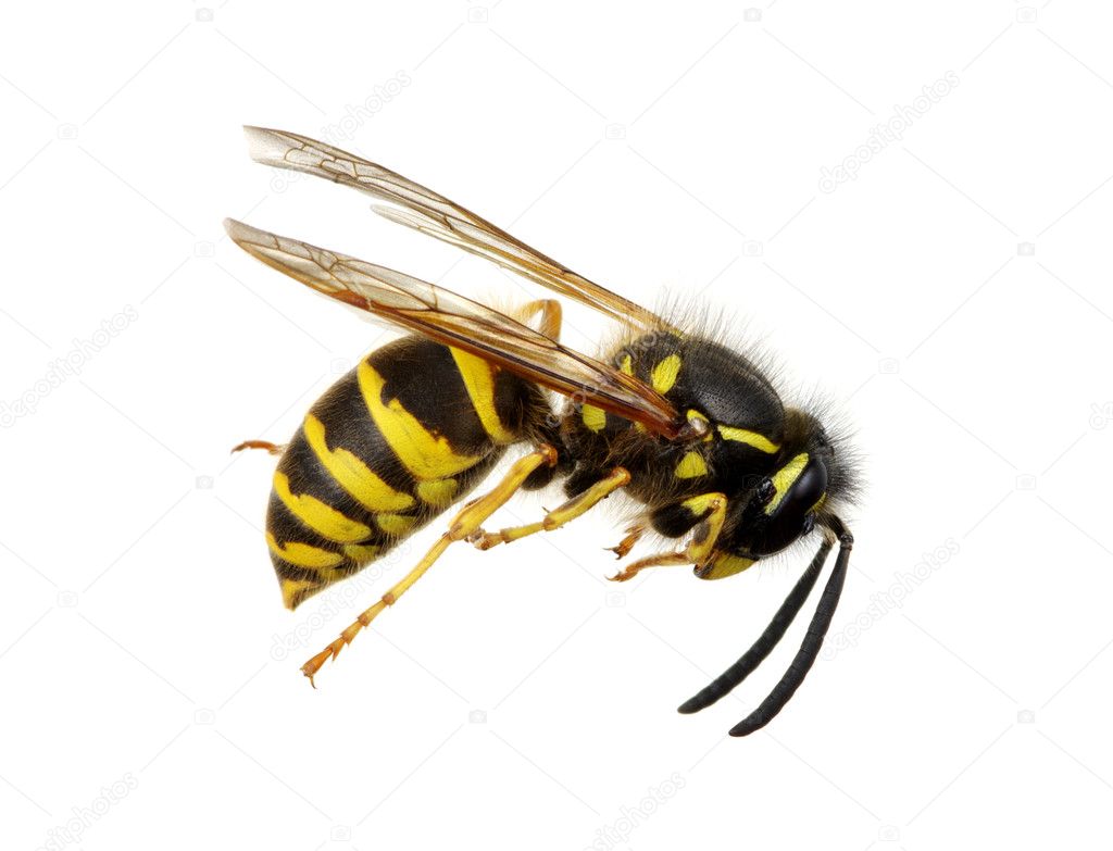 Wasp isolated on white Stock Photo by ©Ale-ks 106692588