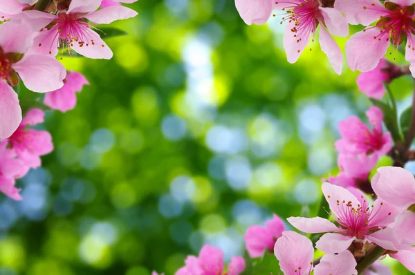 Abstract pink spring blossom background with blurred flowers. Beautiful ...