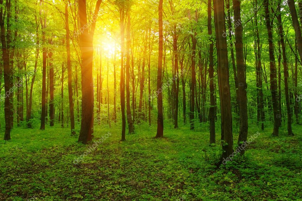 bos en zon — Stockfoto © Ale-ks #121878078