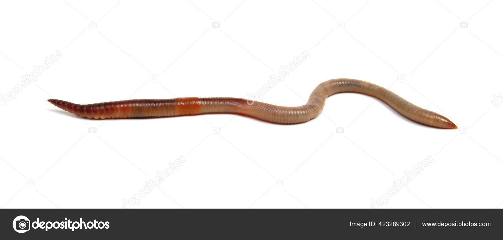Worm Isolated White Background — Stock Photo © Ale-ks #423289302