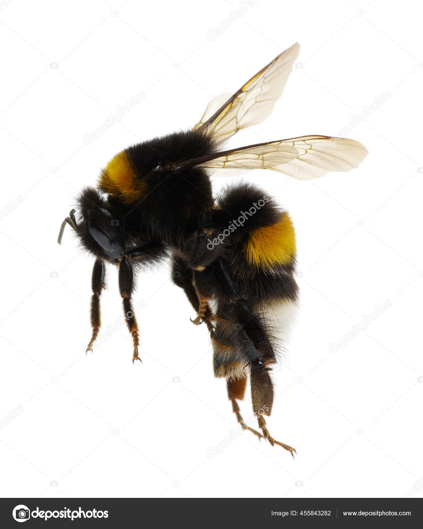 Bumblebee Isolated White Background — Stock Photo © Ale-ks #455843282