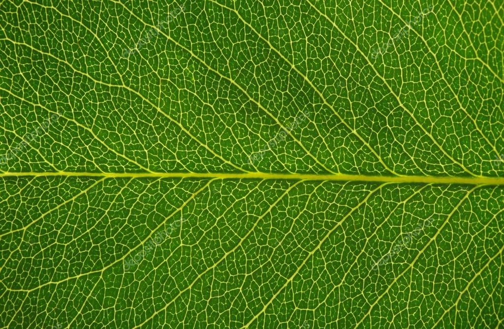 Leaf texture — Stock Photo © Ale-ks #55722591