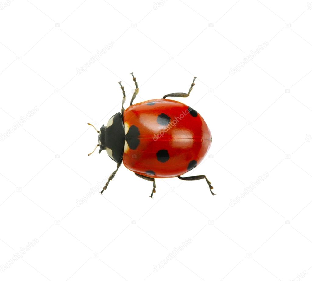 Ladybug — Stock Photo © Ale-ks #57740419