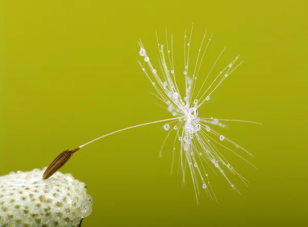 Single isolated dandelion seed — Stock Photo © Dr.PAS #6650960 Single isolated dandelion seed — Stock Photo © Dr.PAS #6650960