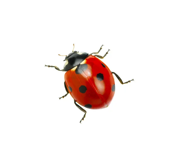 Ladybug Isolated White Background Stock Photo by ©Ale-ks 225931614