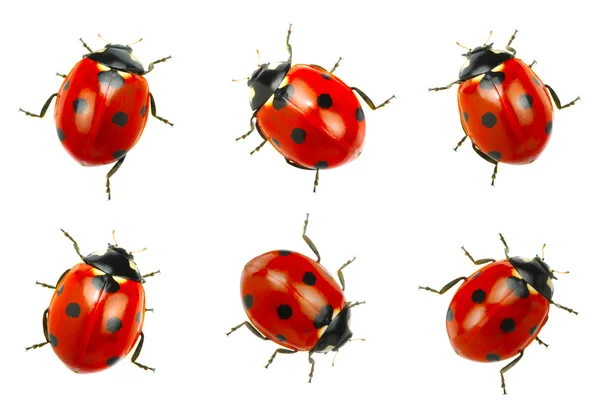 Ladybugs Stock Photos, Royalty Free Ladybugs Images | Depositphotos