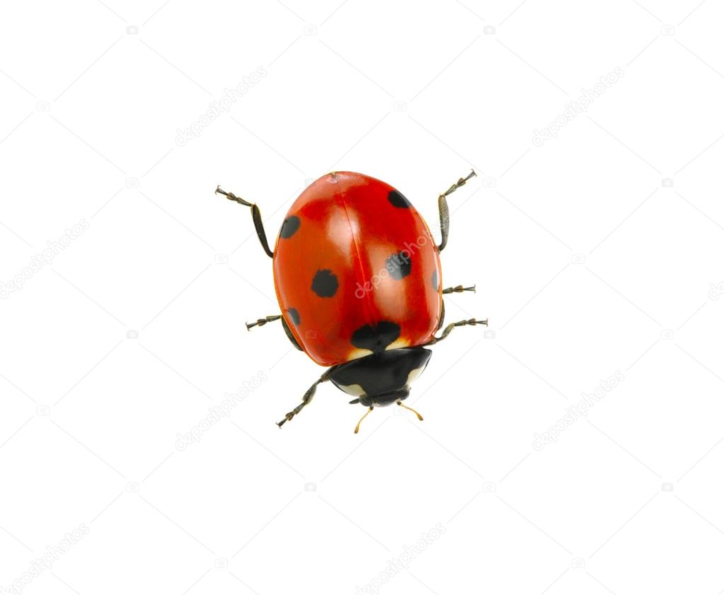 Ladybug — Stock Photo © Ale-ks #63744667
