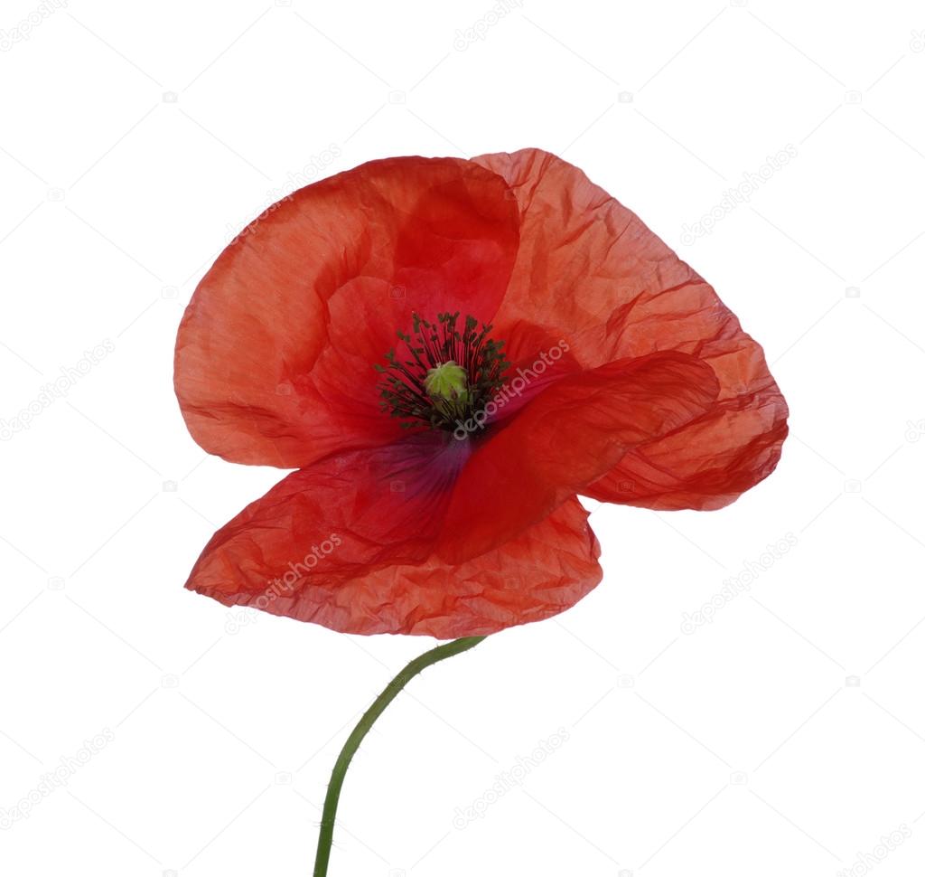 Red poppy Stock Photo by ©Ale-ks 65712169