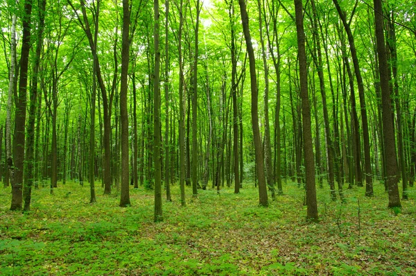 Forest — Stock Photo © Olegkalina #23782769