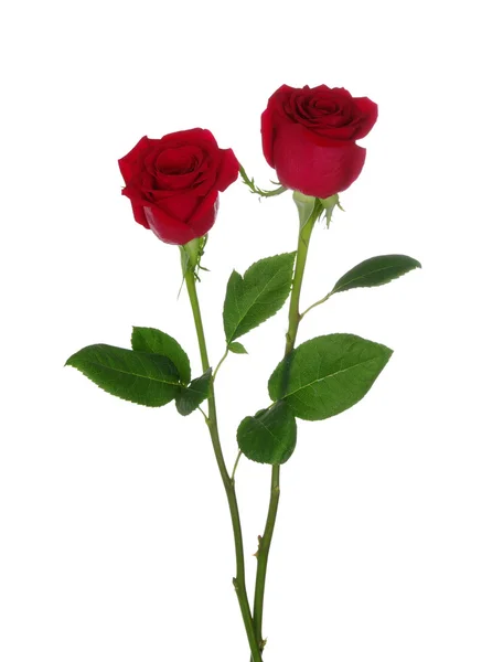 Red rose, long stem Stock Photo by ©AndreaA. 10010061