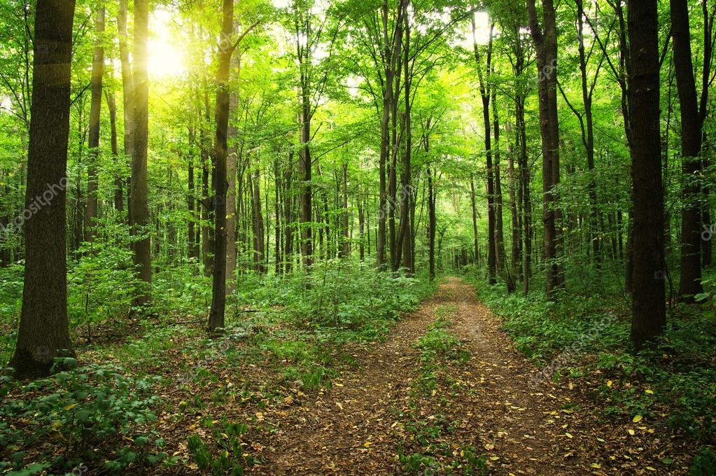 Trees in a forest — Stock Photo © Ale-ks #91535768