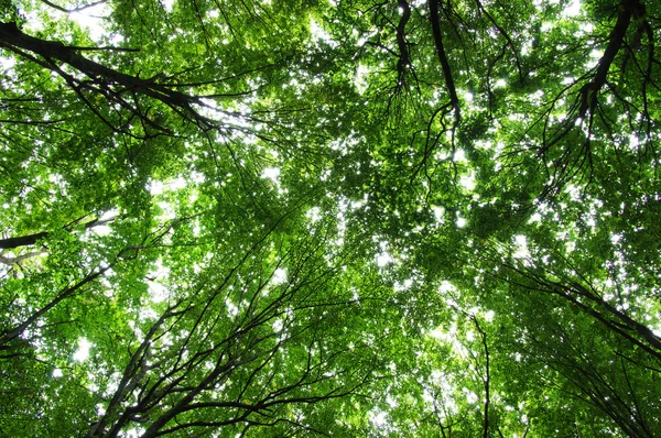 Trees in a green forest Stock Photo by ©Ale-ks 95362114