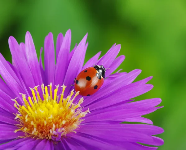 Ladybug and flower Stock Photo by ©Ale-ks 109623150