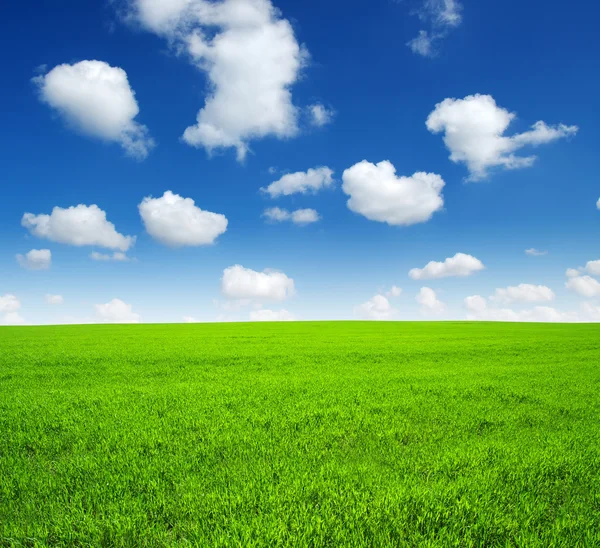 Green grass and sky Stock Photo by ©Ale-ks 5320708