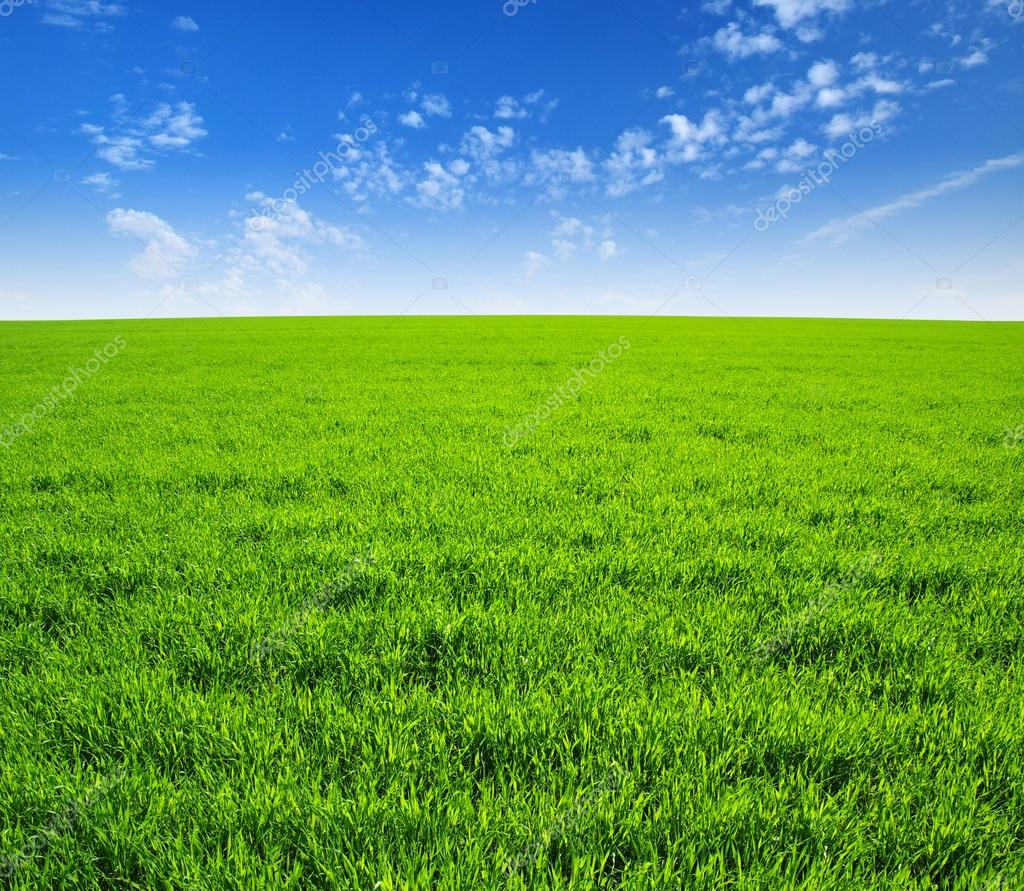 Field and sky — Stock Photo © Ale-ks #95364694