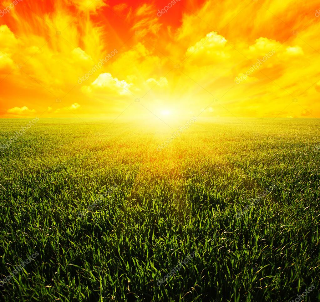 Sunset on field — Stock Photo © Ale-ks #96508762