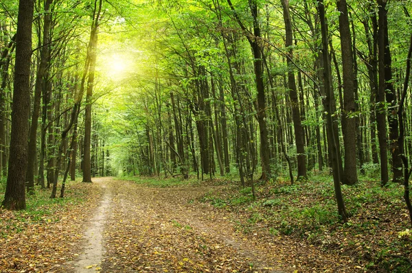 Summer forest Stock Photos, Royalty Free Summer forest Images ...