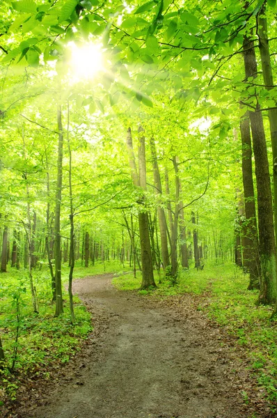 Sun in a green forest - Stock Image - Everypixel
