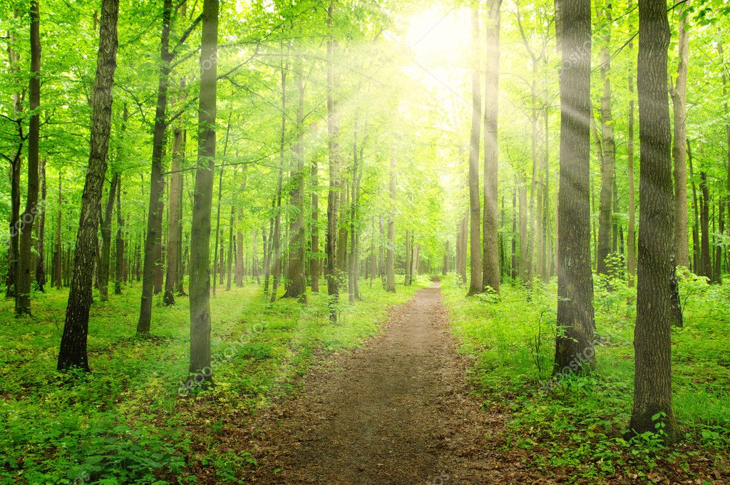Sun in a green forest — Stock Photo © Ale-ks #98362738