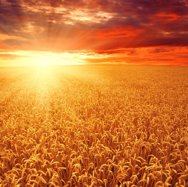 Field of wheat — Stock Photo © Ale-ks #98580900
