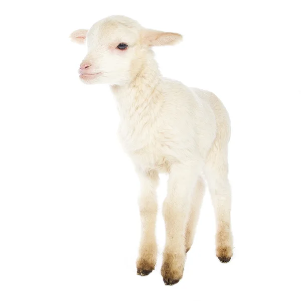 Lamb standing Stock Photo by ©Djemphoto 62458773