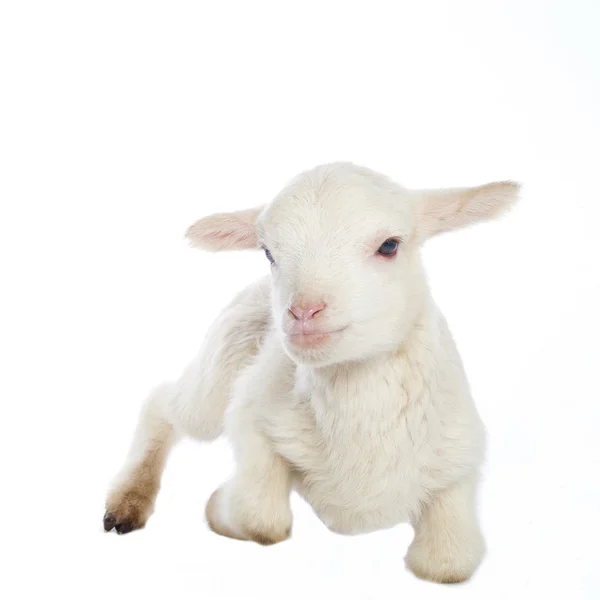 Baby lamb Stock Photos, Royalty Free Baby lamb Images | Depositphotos