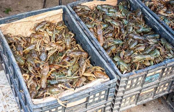 Pile of live crayfish Stock Photos, Royalty Free Pile of live crayfish ...