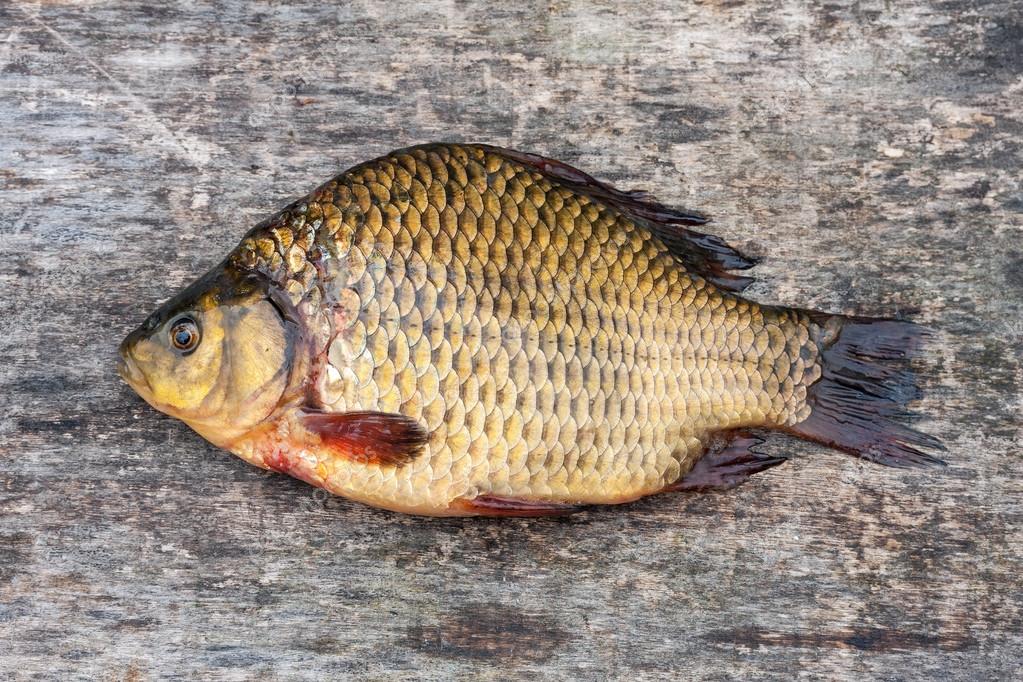 Živé sladkovodní ryby, kapr na dřevěném prkénku — Stock Fotografie ...