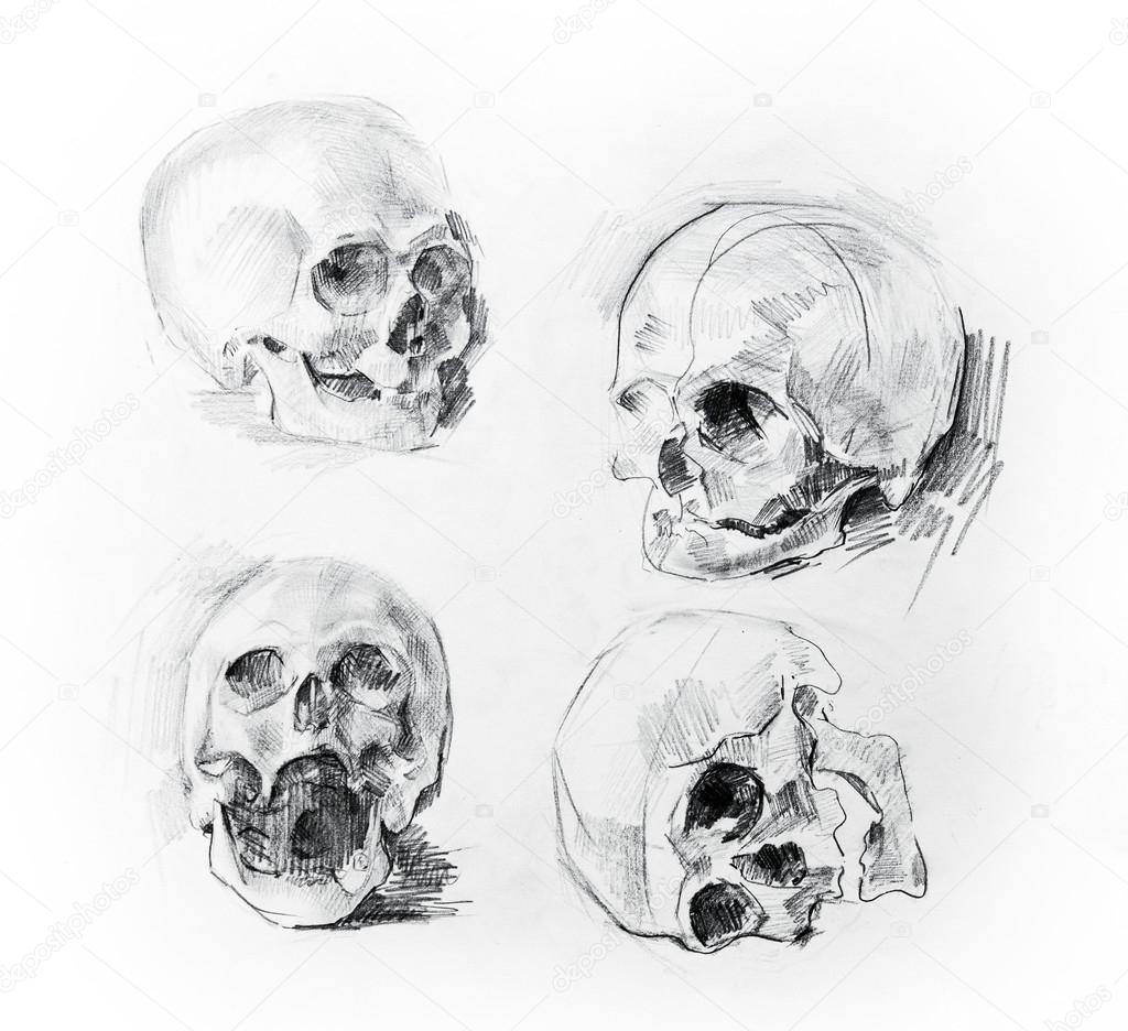 Skull study drawing. Pencil on paper. — Stock Photo © artfotoss #120581504
