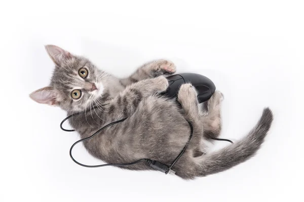 Imagen de gatito informatico Stock Photos, Royalty Free Imagen de ...