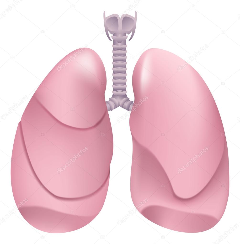 Pulmones humanos sanos. Sistema respiratorio. Pulmón, laringe y tráquea ...