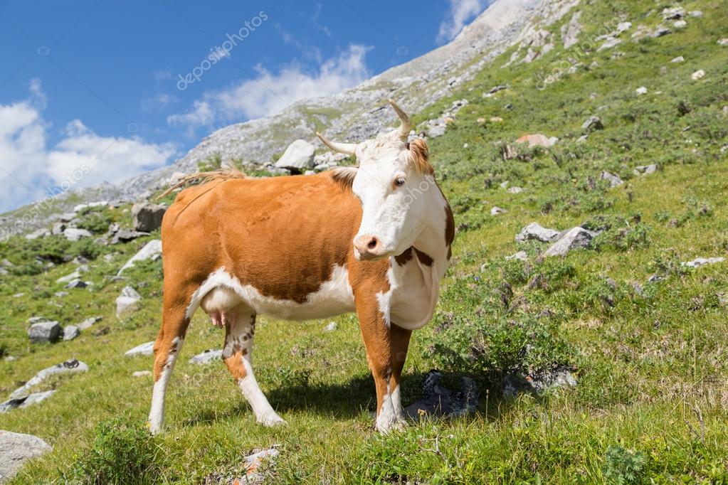 Beautiful cow — Stock Photo © sergeylukianov #55015421