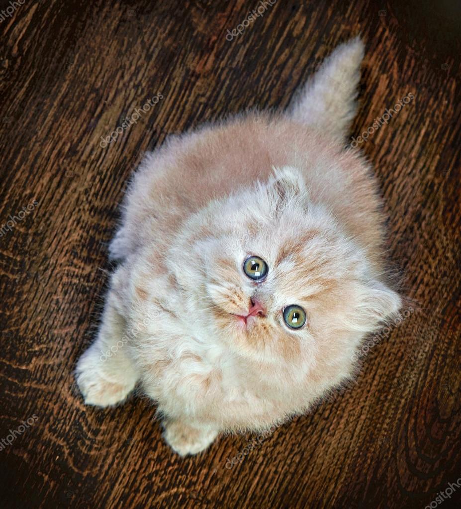 British long hair kitten Stock Photo by ©magone 74641889