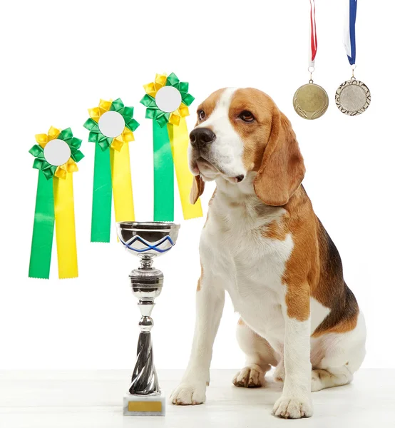 Dog medal Stock Photos, Royalty Free Dog medal Images | Depositphotos