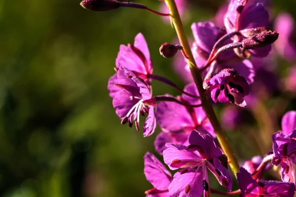 Fireweed Stock Photos, Royalty Free Fireweed Images | Depositphotos