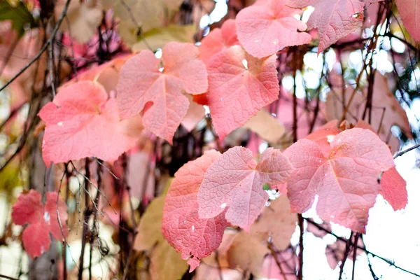 Pink leaves Stock Photos, Royalty Free Pink leaves Images | Depositphotos