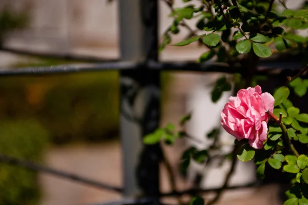 Rose gate Stock Photos, Royalty Free Rose gate Images | Depositphotos