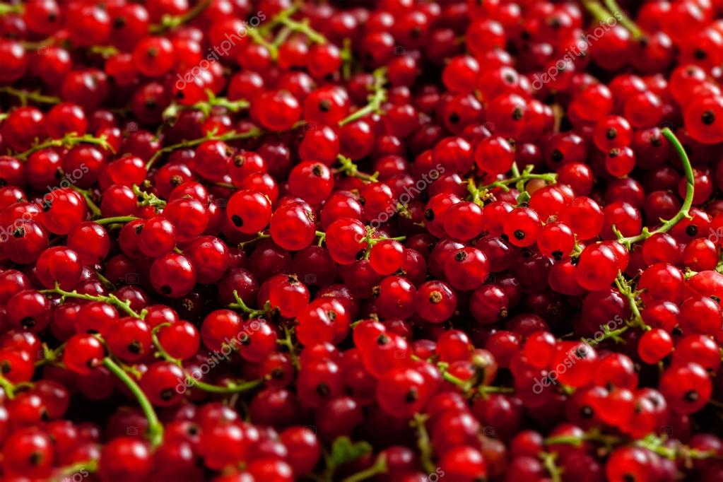 Redcurrant close up — Stock Photo © DmitryRukhlenko #110985766