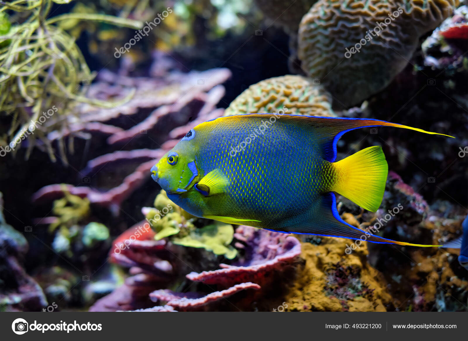Saltwater Queen Angelfish