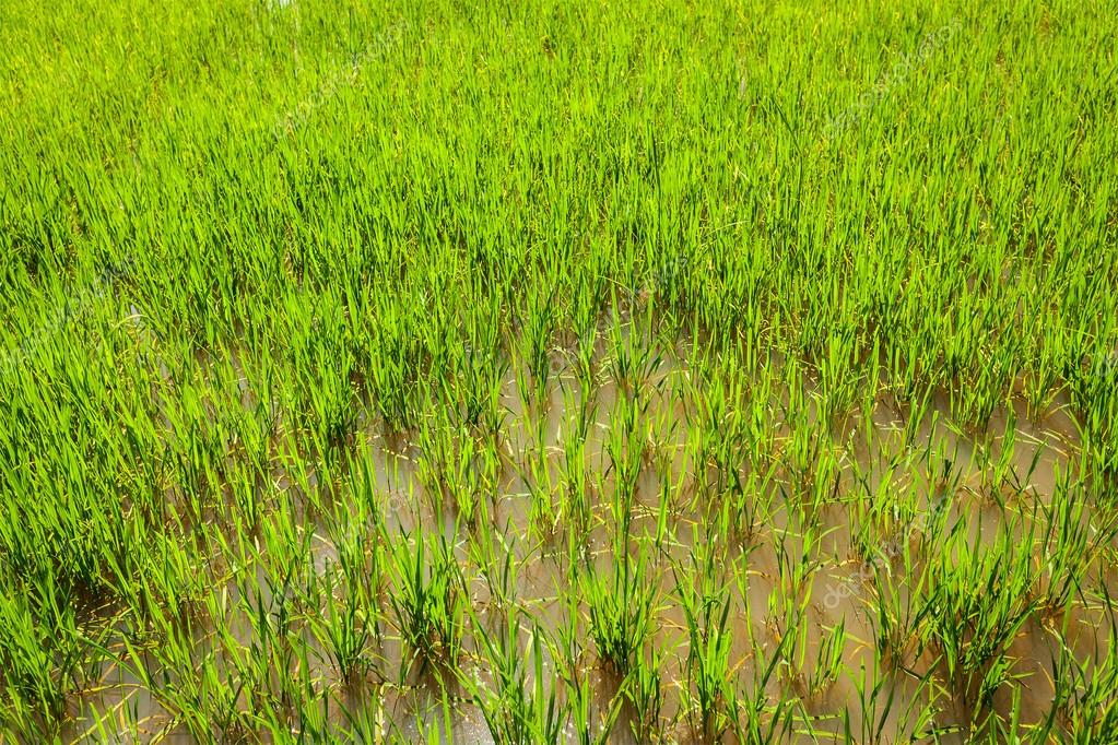 Rice Fields Close Up