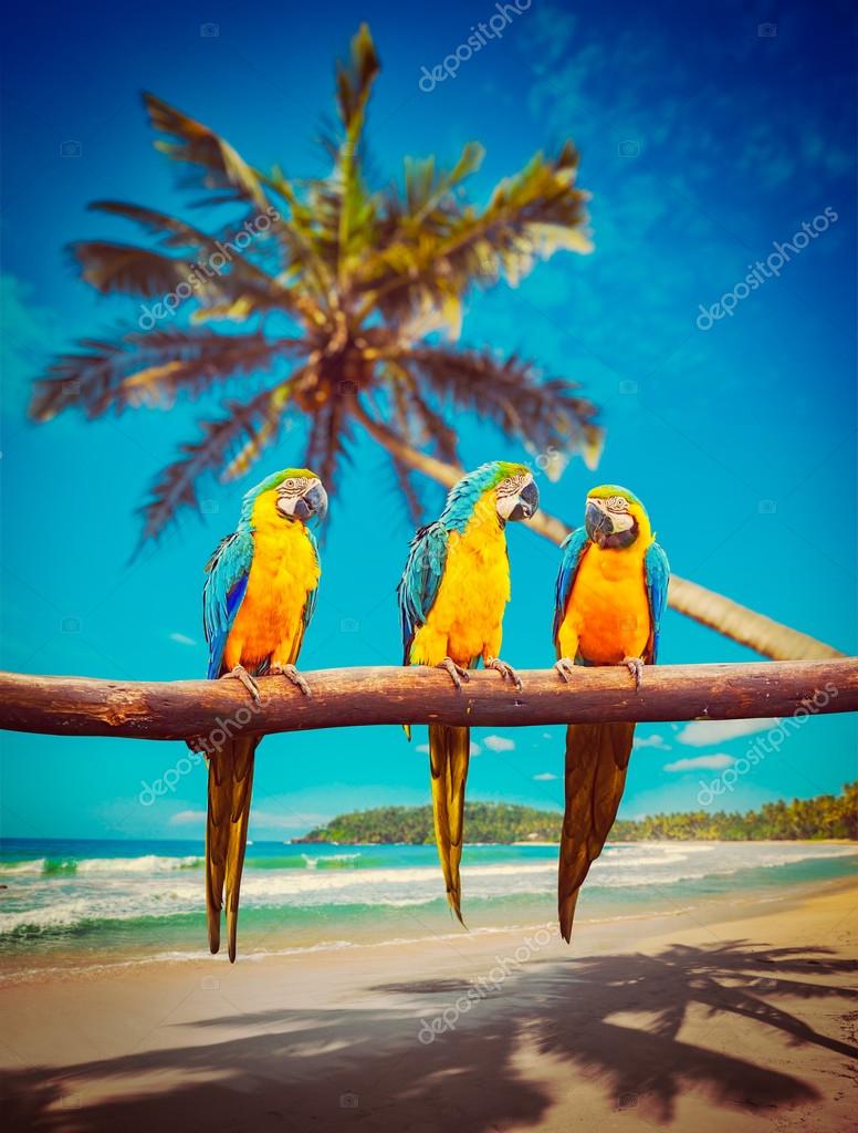 Parrots Blue-and-Yellow Macaw on beach Stock Photo by ©DmitryRukhlenko ...