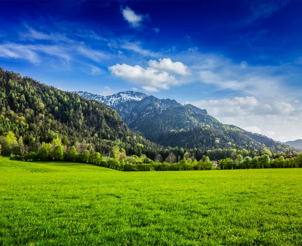 Alpine meadow in Bavaria, Germany — Stock Photo © DmitryRukhlenko #44922161