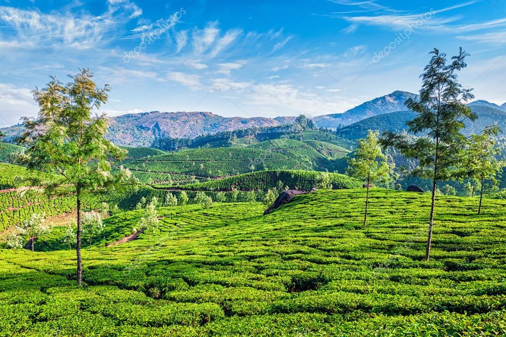 Tea plantations, Munnar, Kerala state, India Stock Photo by ...