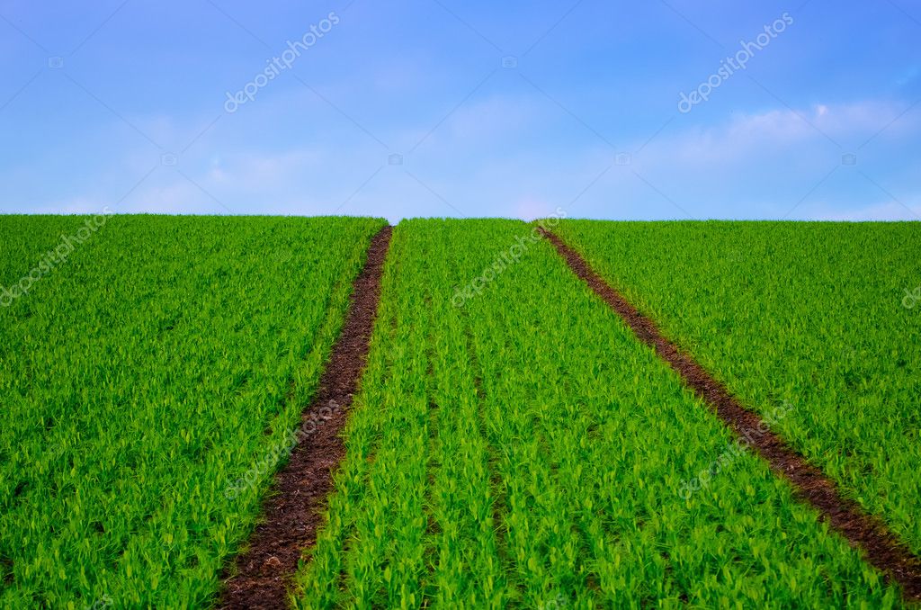 Bean field at spring Stock Photo by ©Roxana 101478374