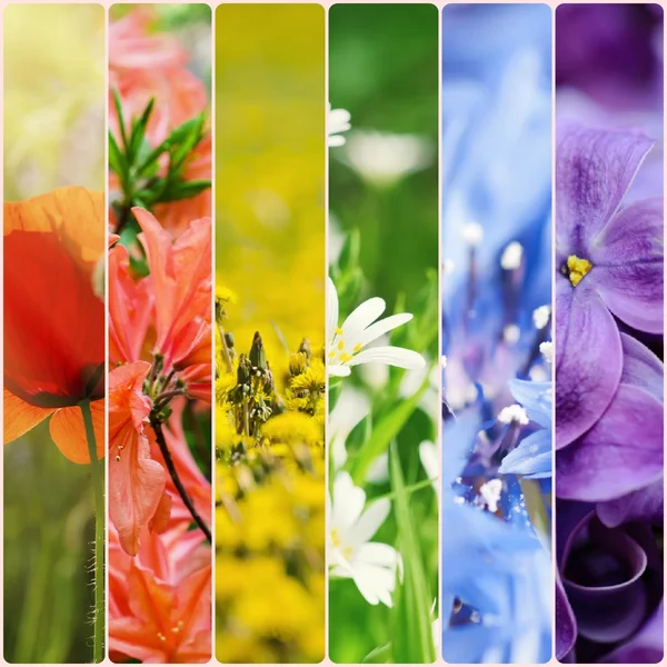 Spring flowers collage — Stock Photo © Roxana #102300186