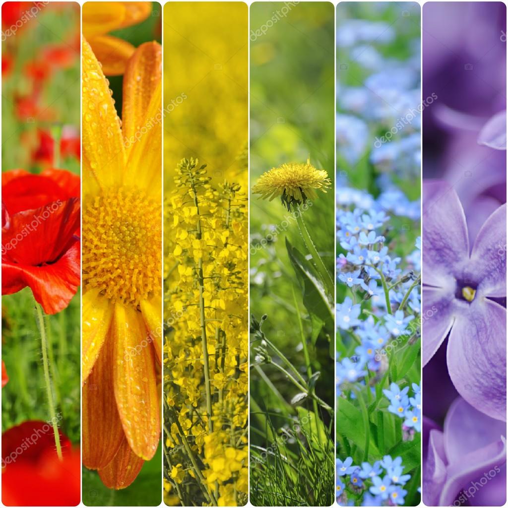 Spring flowers collage — Stock Photo © Roxana #102300186