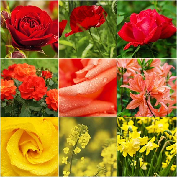Rose flowers collage Stock Photo by ©Roxana 19559625
