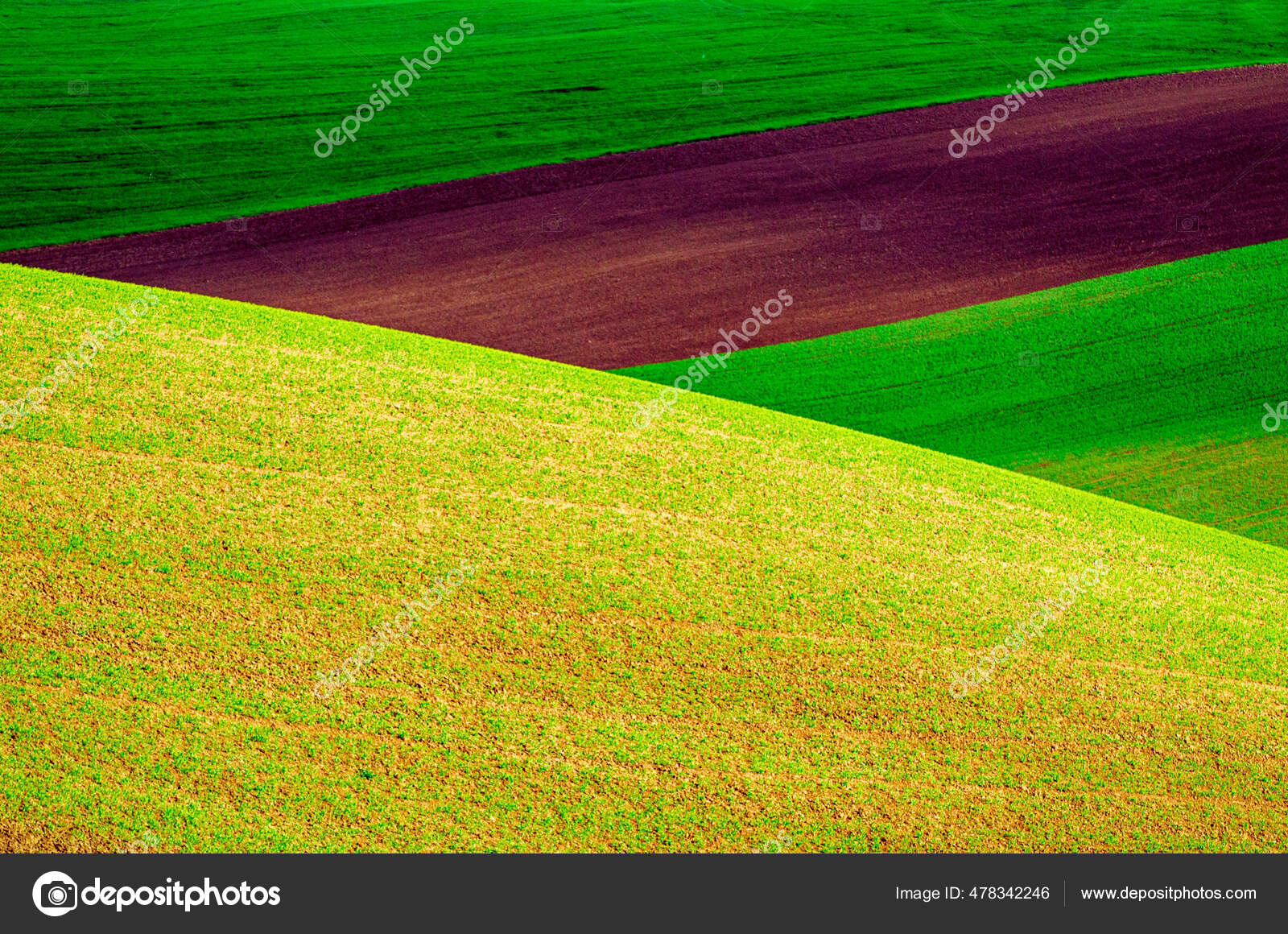 Fondo de campo de hierba verde — Foto de stock #478342246 © Roxana