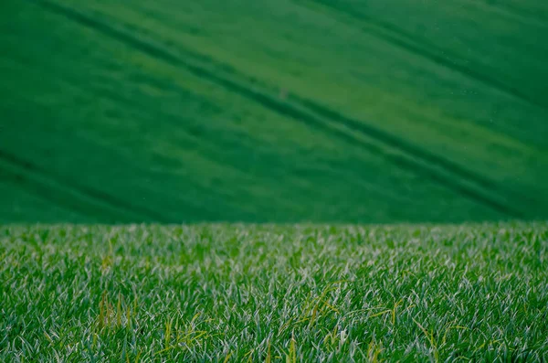 Fondo de campo de hierba verde — Foto de stock #537530924 © Roxana