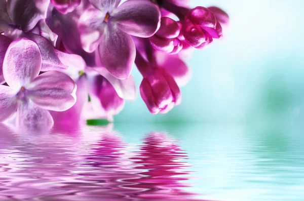Lilac flowers background Stock Photo by ©Roxana 52660401